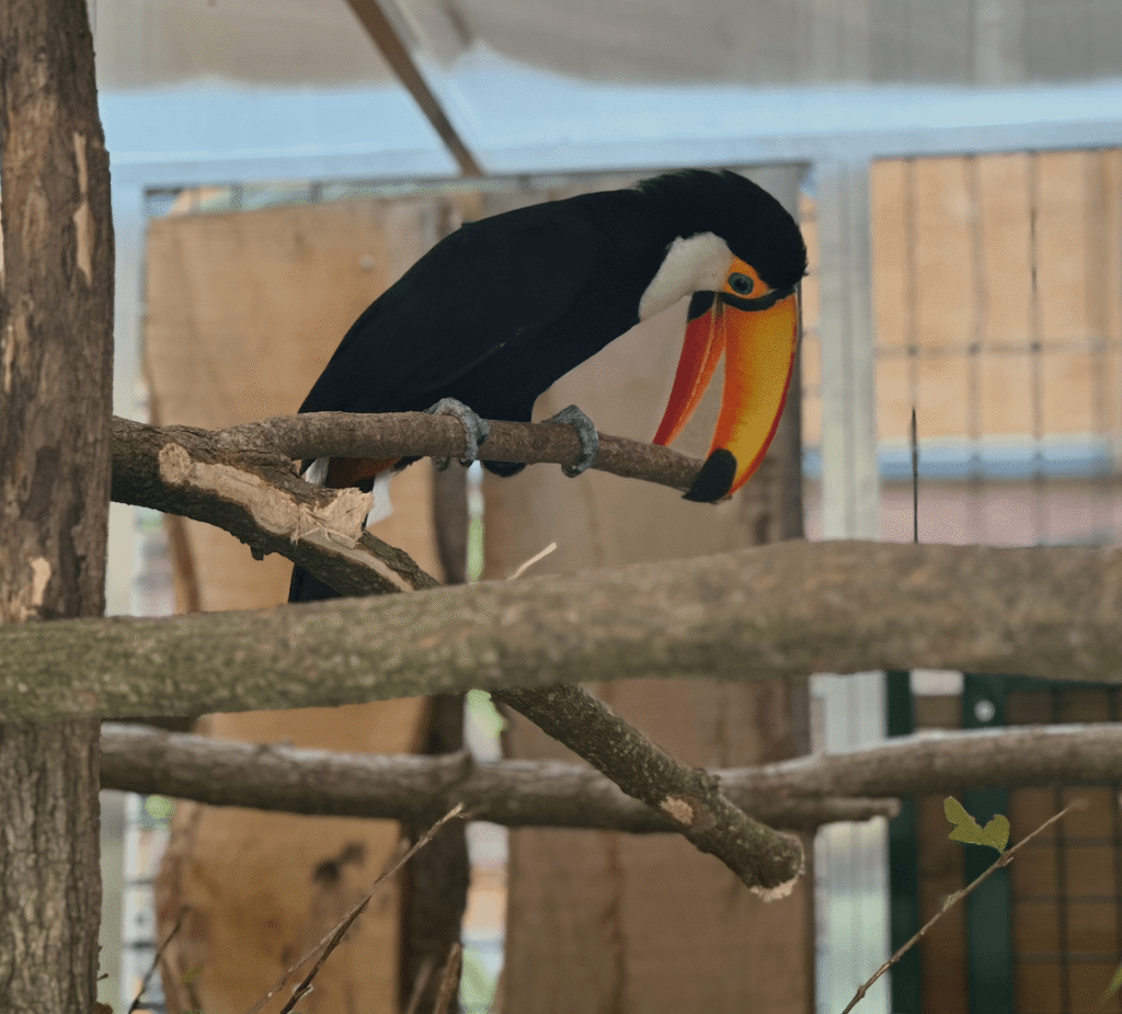 NOVI PREBIVALCI V ZOO LAND: TUKANI • ZOO Land